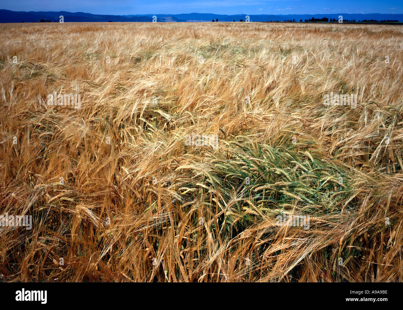 Grainheads hi-res stock photography and images - Alamy