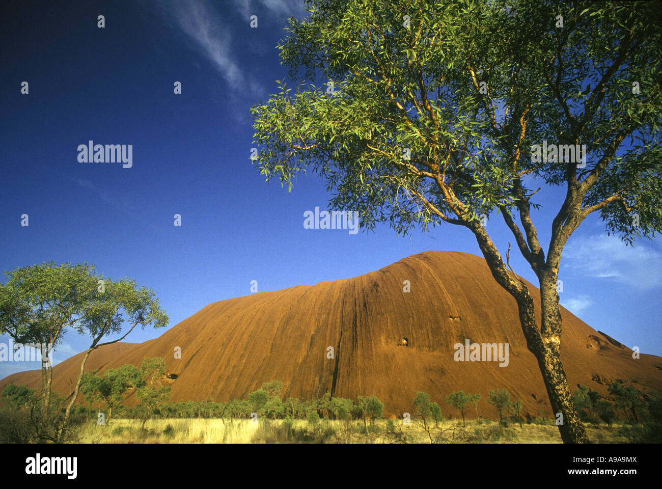 GUM TREE AYERS ROCK ULURU-KATA TJUTA NATIONAL PARK NORTHERN TERRITORY ...
