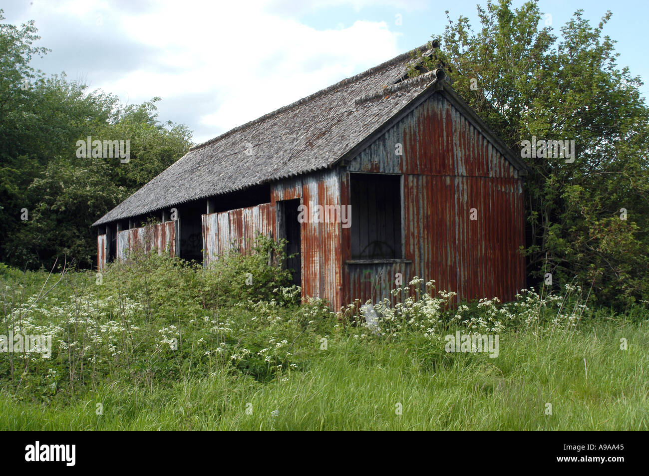 In a green english field hi-res stock photography and images - Alamy