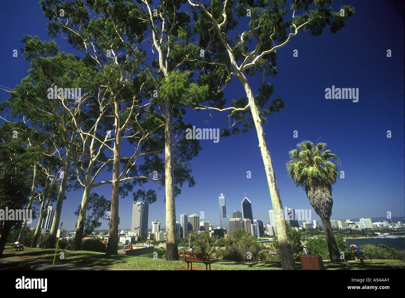 Eucalyptus trees kings park perth hi-res stock photography and images ...