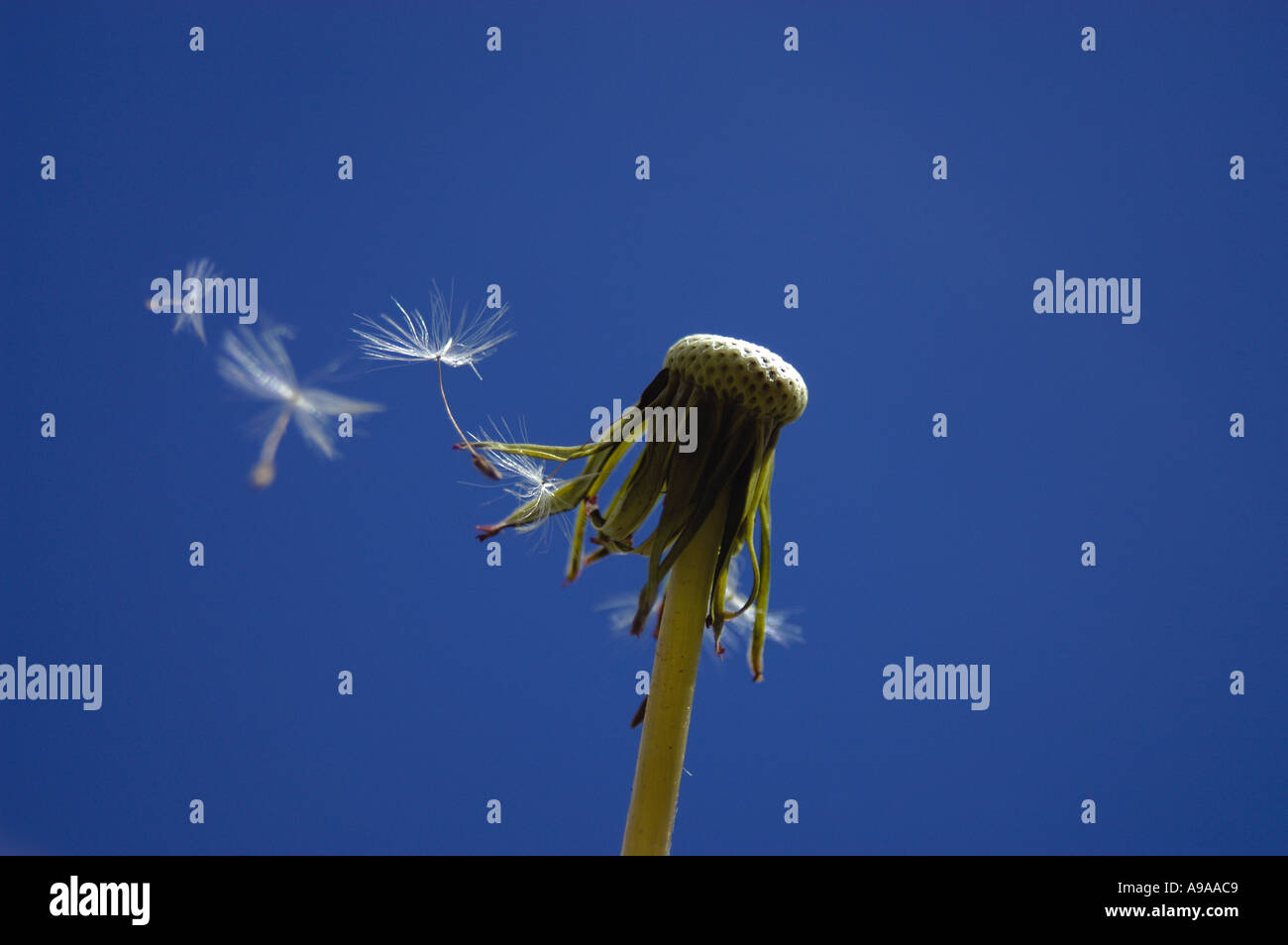Seedsclose hi-res stock photography and images - Alamy