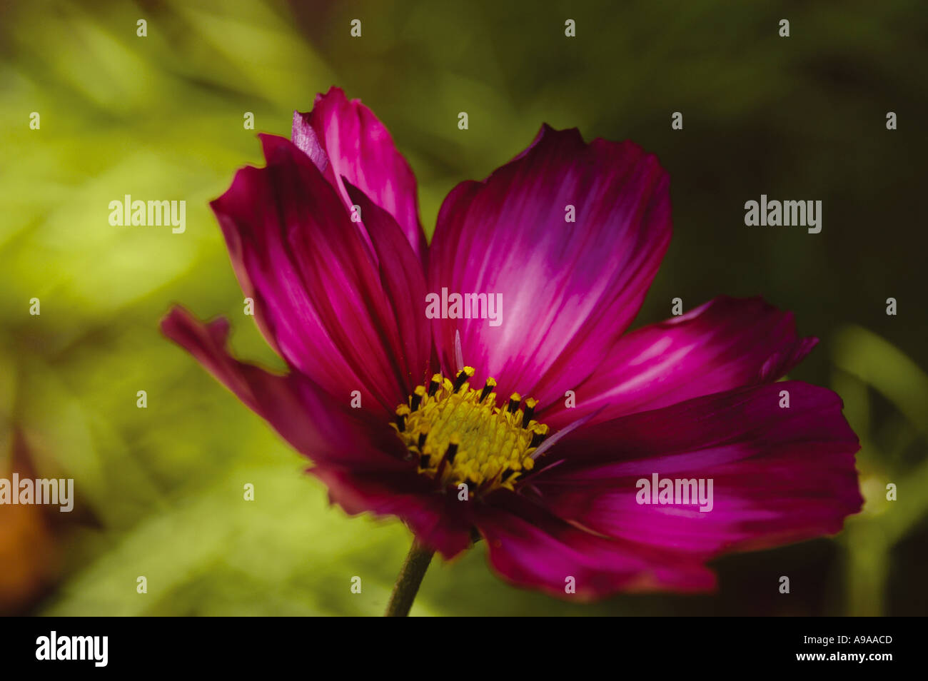 Detail of a Cosmea Stock Photo - Alamy