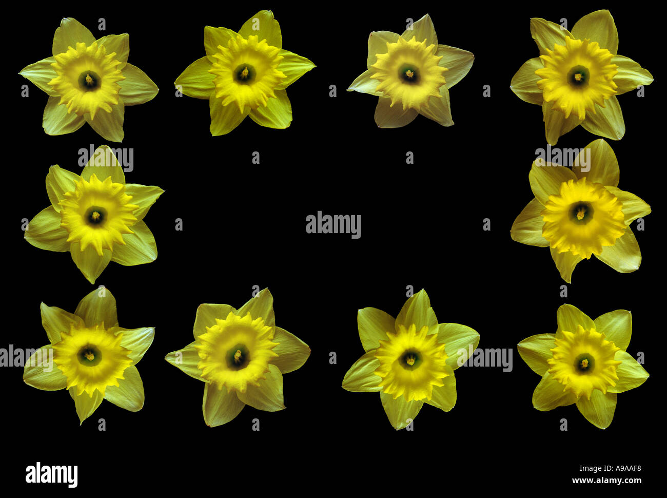 Arranged blooms hi-res stock photography and images - Alamy