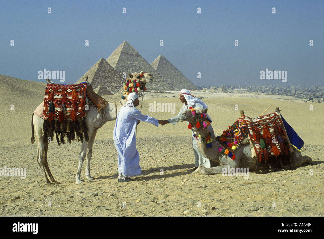 ARABS HANDSHAKE WITH CAMELS GREAT PYRAMIDS GIZA EGYPT Stock Photo - Alamy