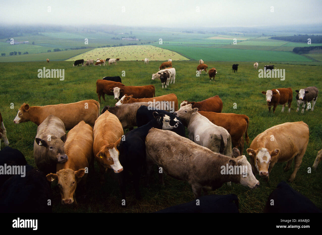 cattle cows different colors Stock Photo - Alamy