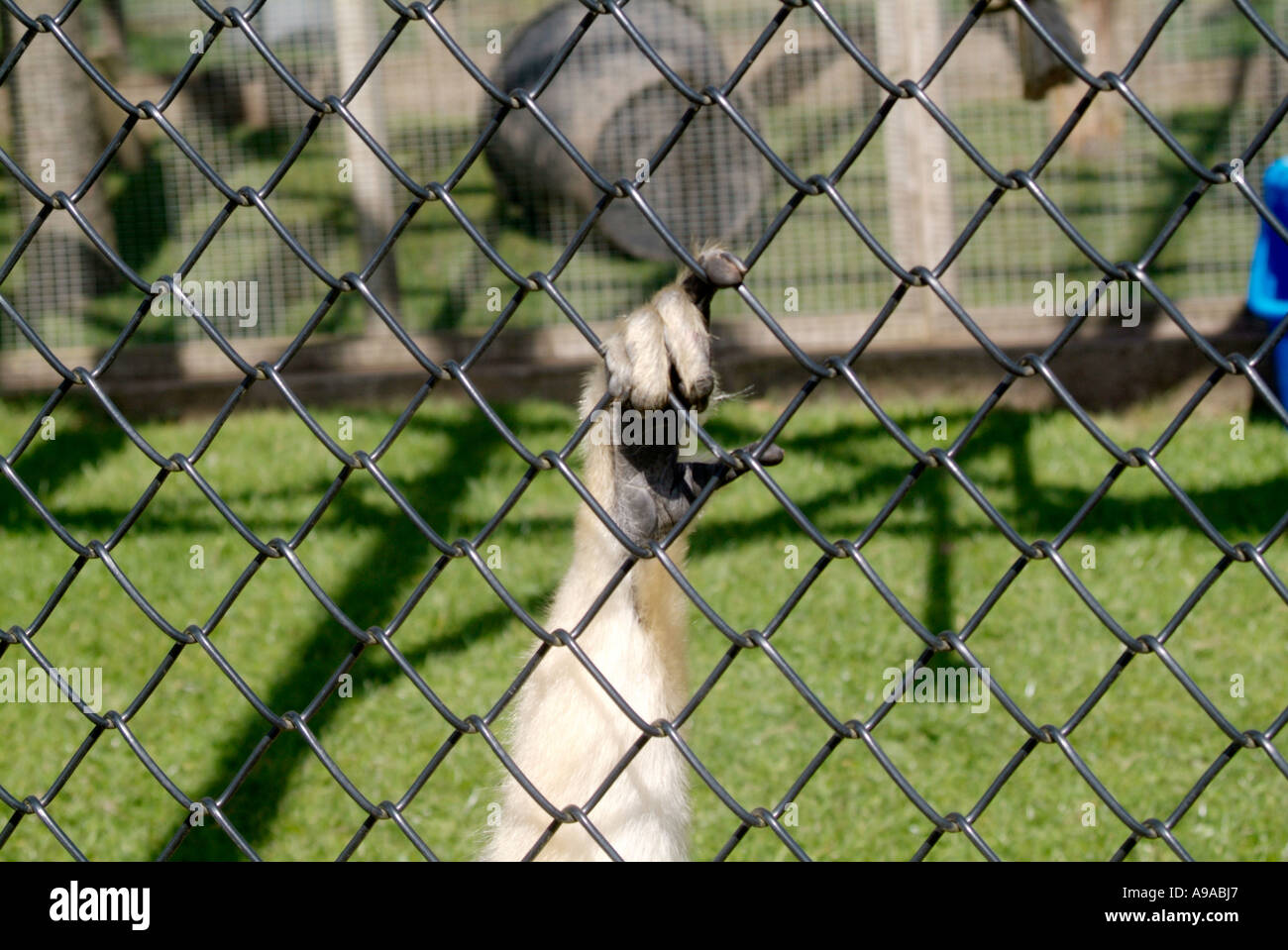 monkey hand on wire fence Stock Photo - Alamy