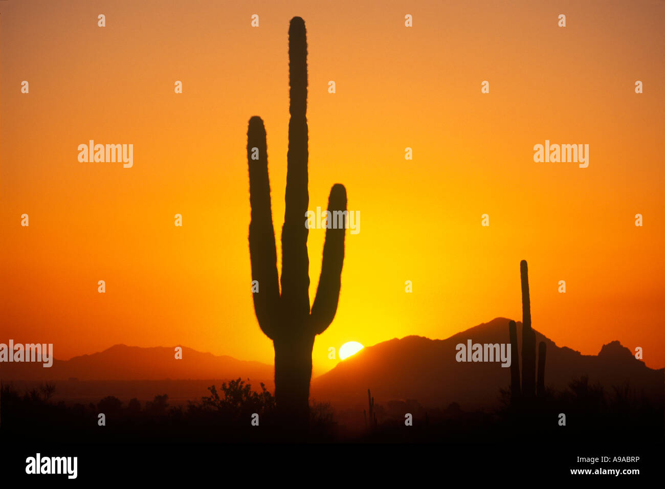 SILHOUETTE OF SINGLE TALL SAGUARO CACTUS SCOTTSDALE ARIZONA USA Stock ...