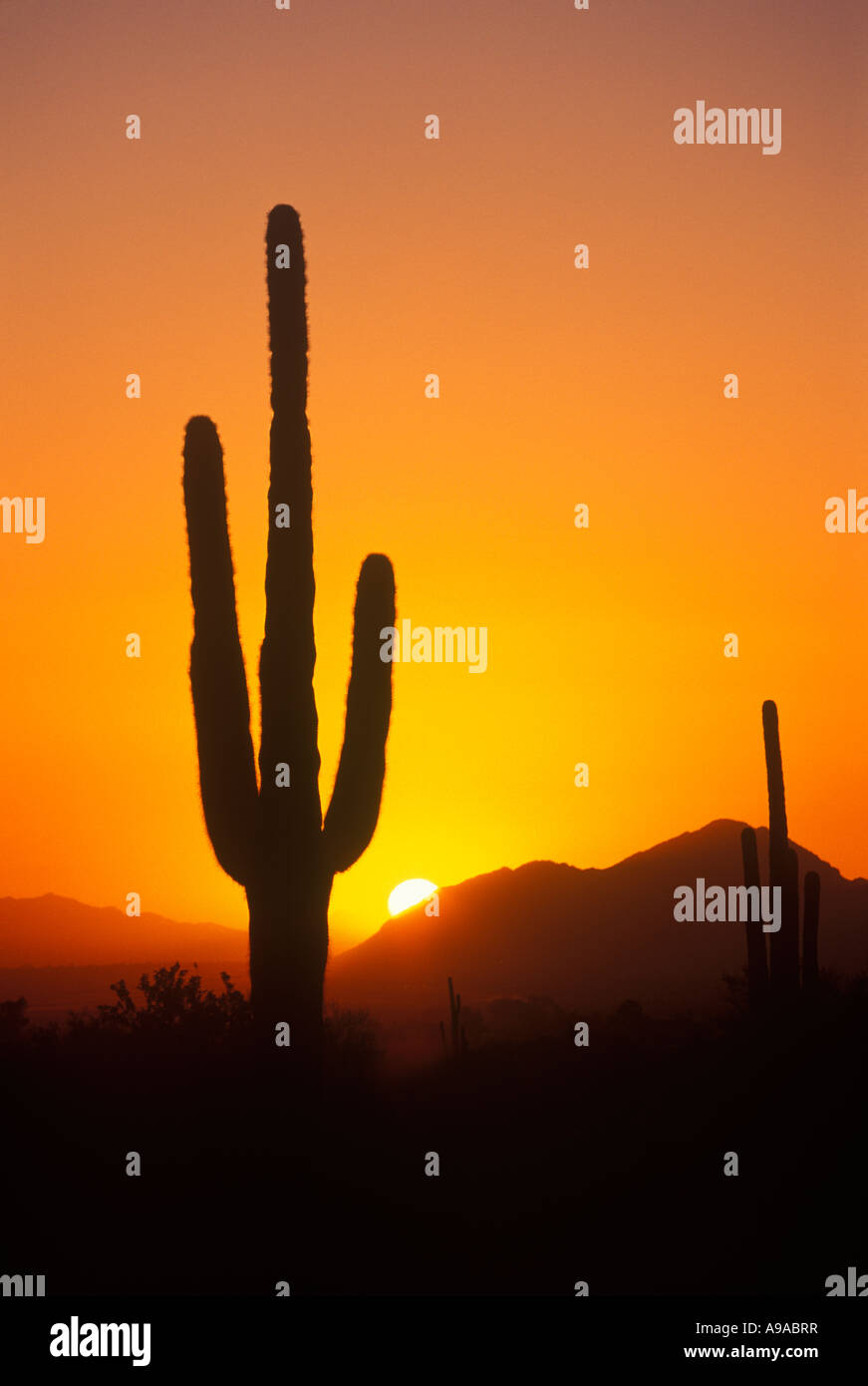 SILHOUETTE OF SINGLE TALL SAGUARO CACTUS SCOTTSDALE ARIZONA USA Stock ...