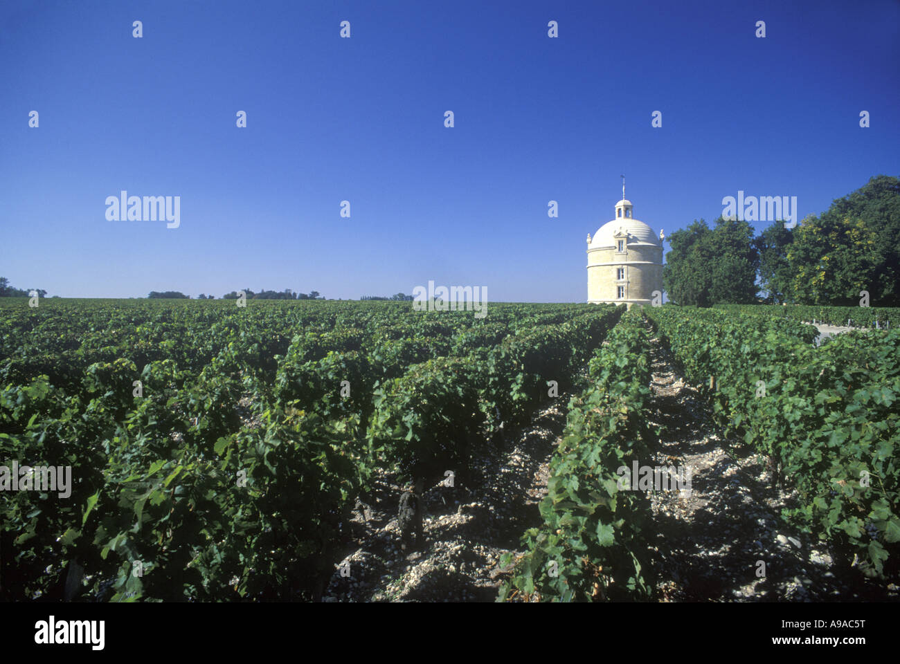 VINEYARD CHATEAU LATOUR ROTHSCHILD PAUILLAC GIRONDE FRANCE Stock Photo ...