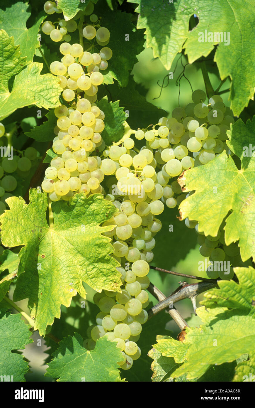 GRAPEVINE GRAND CHAMPAGNE DE COGNAC CHARENTE FRANCE Stock Photo - Alamy
