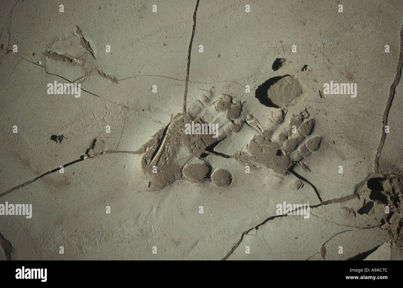 Baboon tracks in the dried mud in a river bed in the Fish River Canyon ...