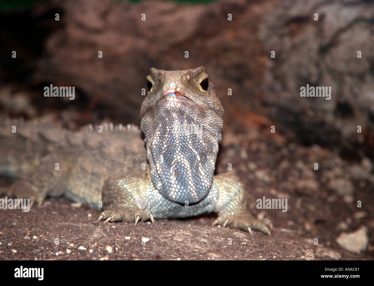 Tuatara presumably the closest living relative of the dinosaurs in New ...