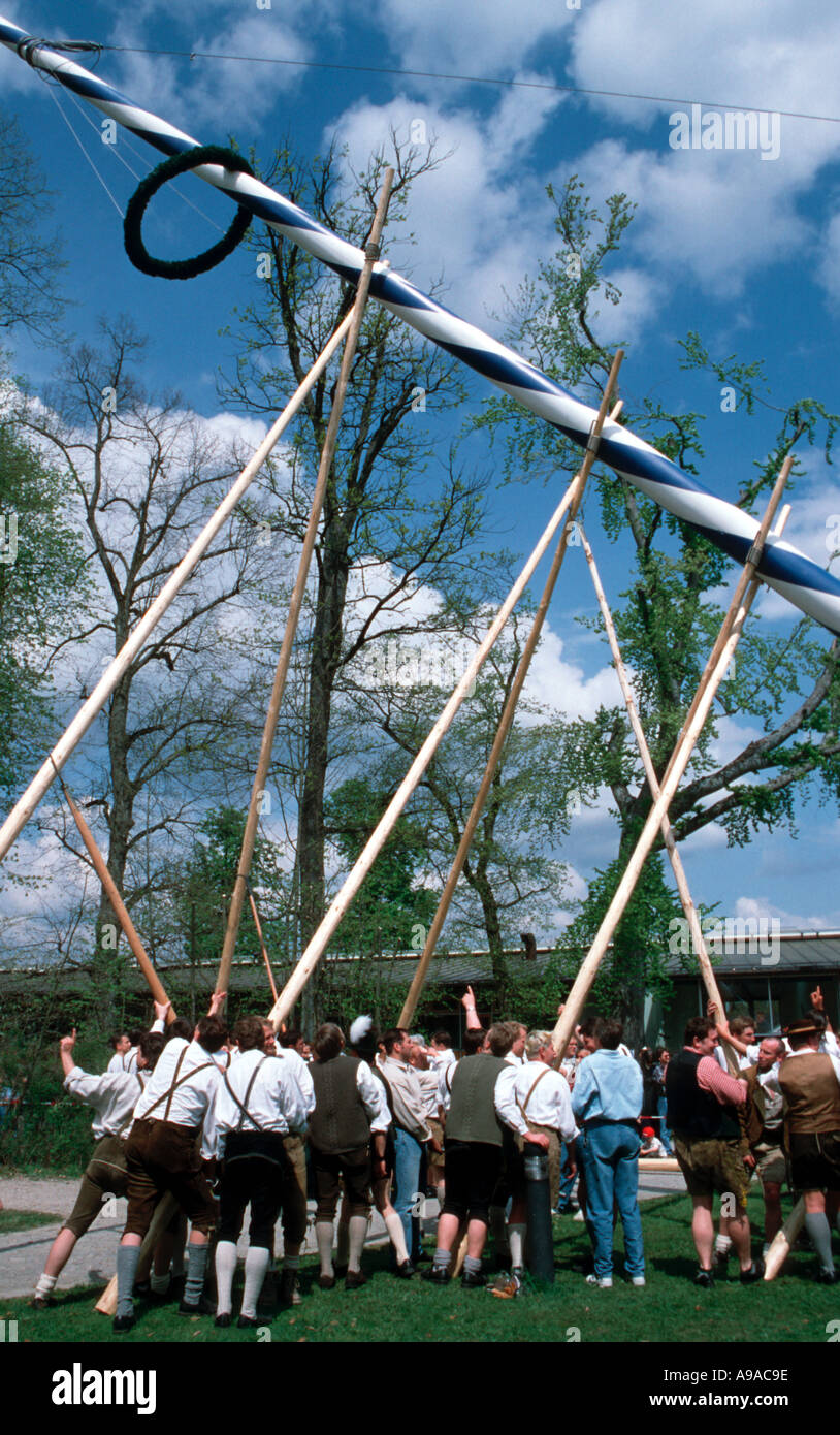 Raising the maypole by hand with the traditional celebration ceremony on labour day in Bavaria ...