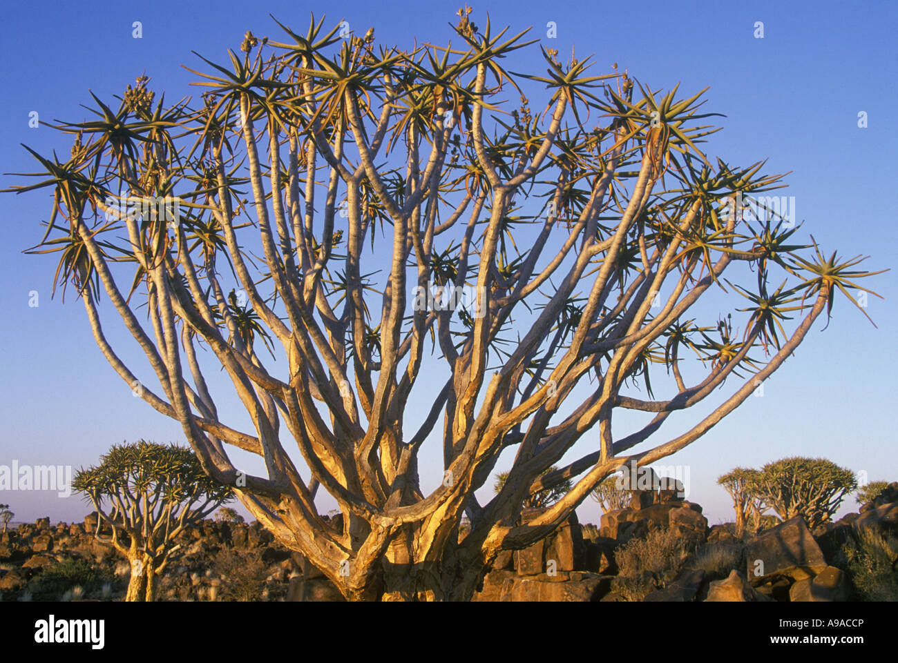 QUIVER TREES KOKERBOOM FOREST KEETMANSHOOP NAMIBIA Stock Photo - Alamy