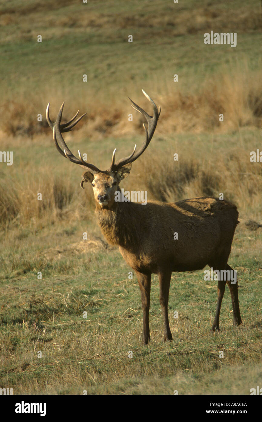 Big stag hi-res stock photography and images - Alamy