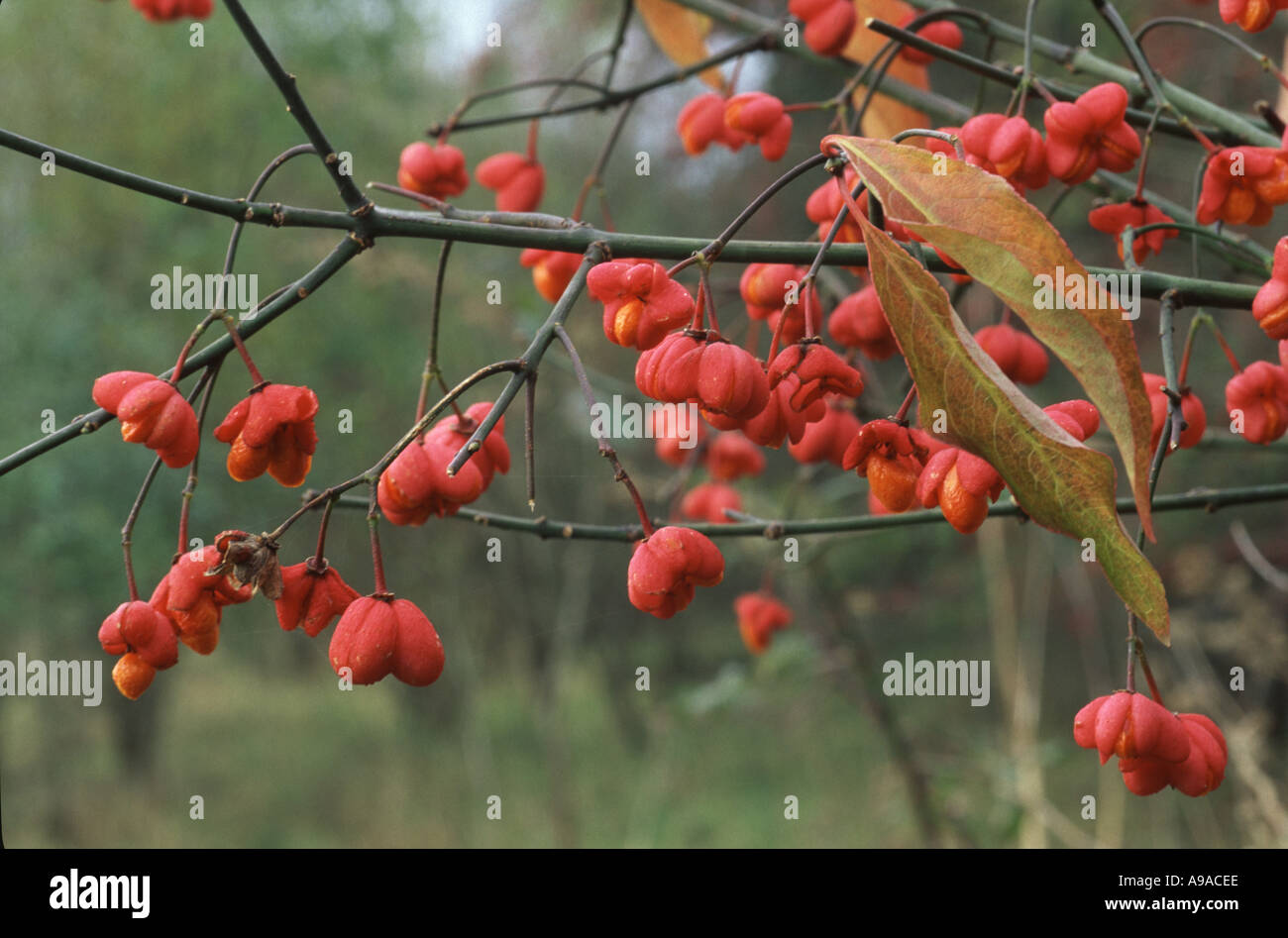 Spindle tree britain hi-res stock photography and images - Alamy