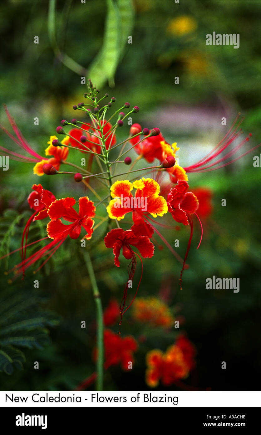 New caledonia flowers hi-res stock photography and images - Alamy