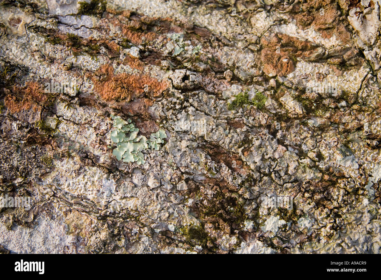 Close up detail of the bark of a tree in the Amazonian jungle, Ecuador ...