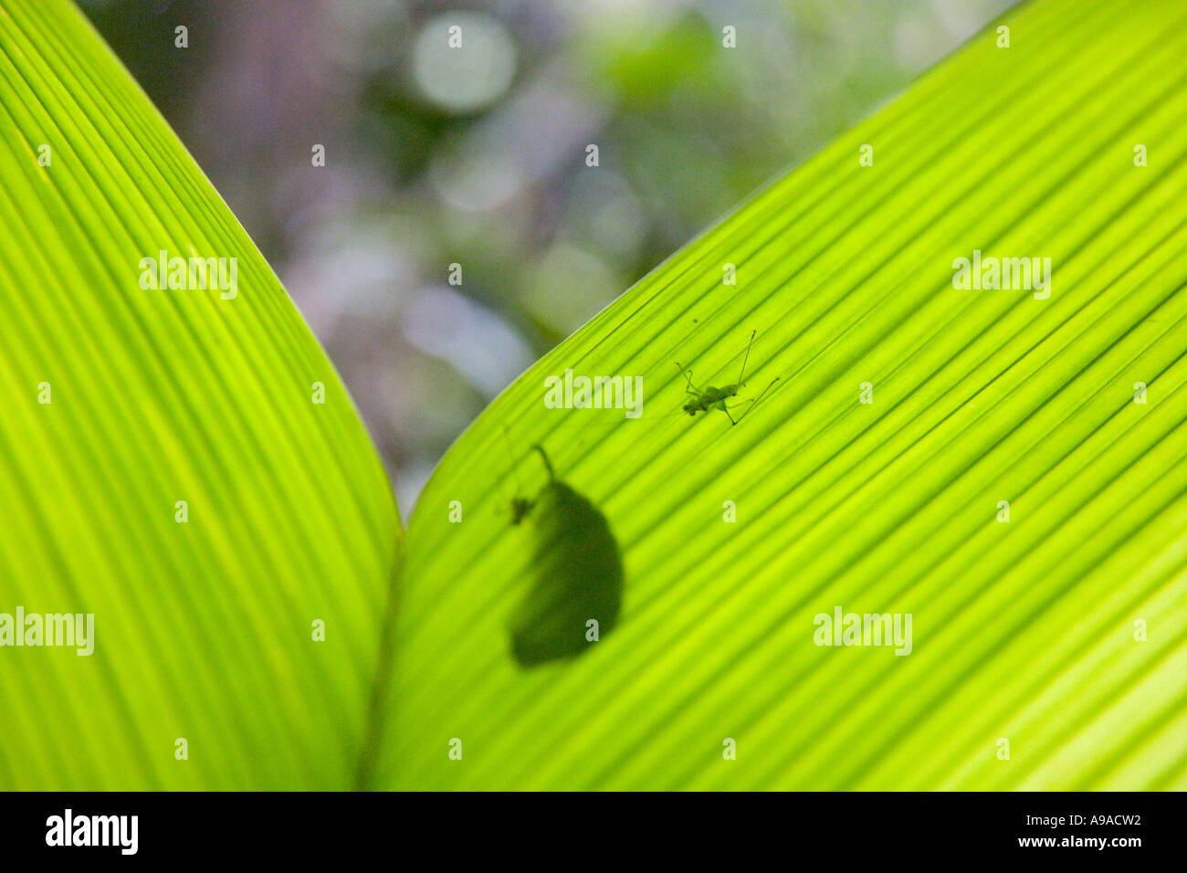 Small insects backlit through an Amazonian palm leaf, Yasuni National ...