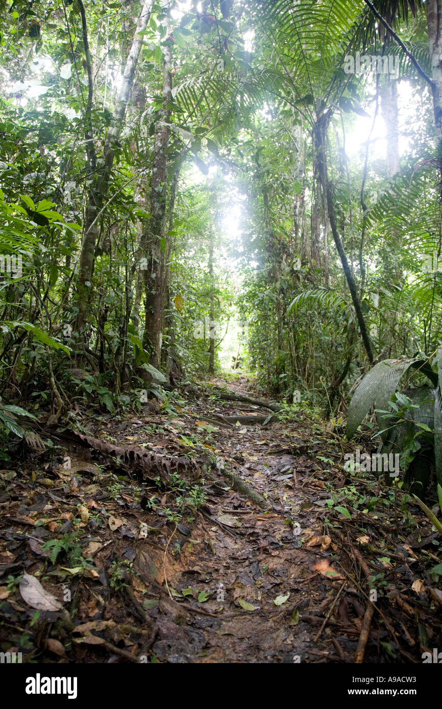 Rough pathway trodden down through hi-res stock photography and images ...