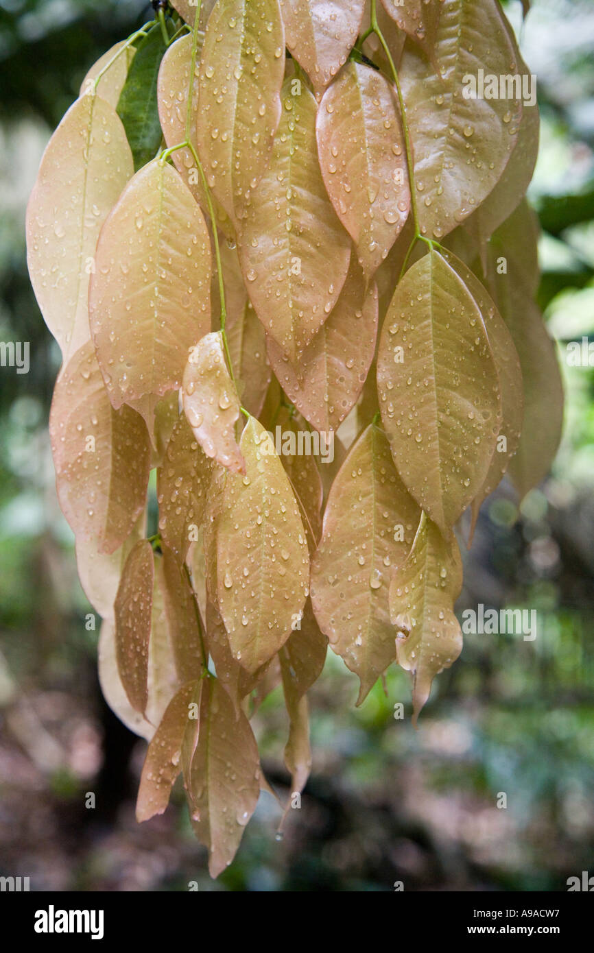 Napo wildlife centre hi-res stock photography and images - Alamy