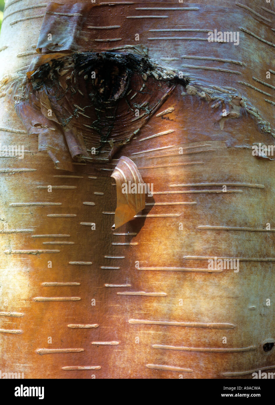 Tree bark and horizonal lines Stock Photo - Alamy