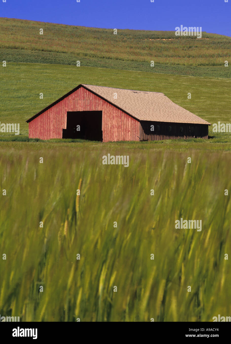 Red barn in wind swept field Stock Photo - Alamy