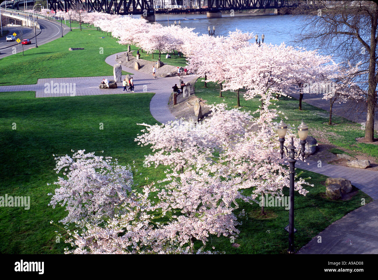Blossoming cherry trees line the Willamette river in Portland Oregon ...