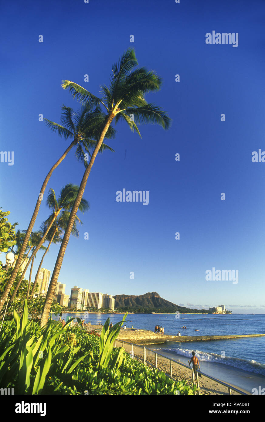 Tall palm trees of waikiki hi-res stock photography and images - Alamy