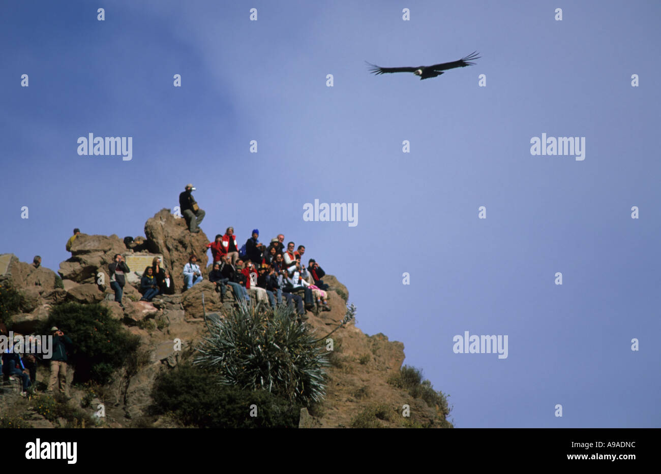 Tourists and condor at Cruz del Condor, Colca Canyon, Peru Stock Photo ...