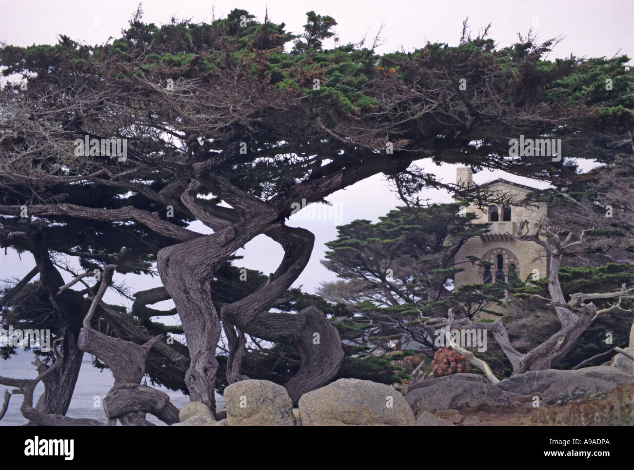 "Monterey Cypress tree in garden, fog, Monterey Stock Photo - Alamy