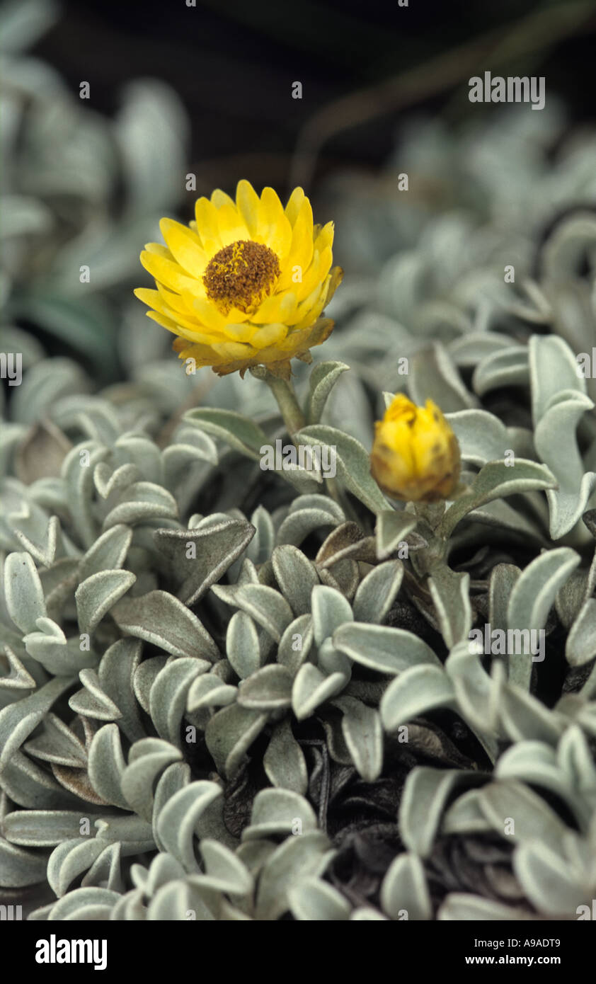 Yellow Everlasting flowers (Helichrysum sp.), Hogsback, South Africa ...