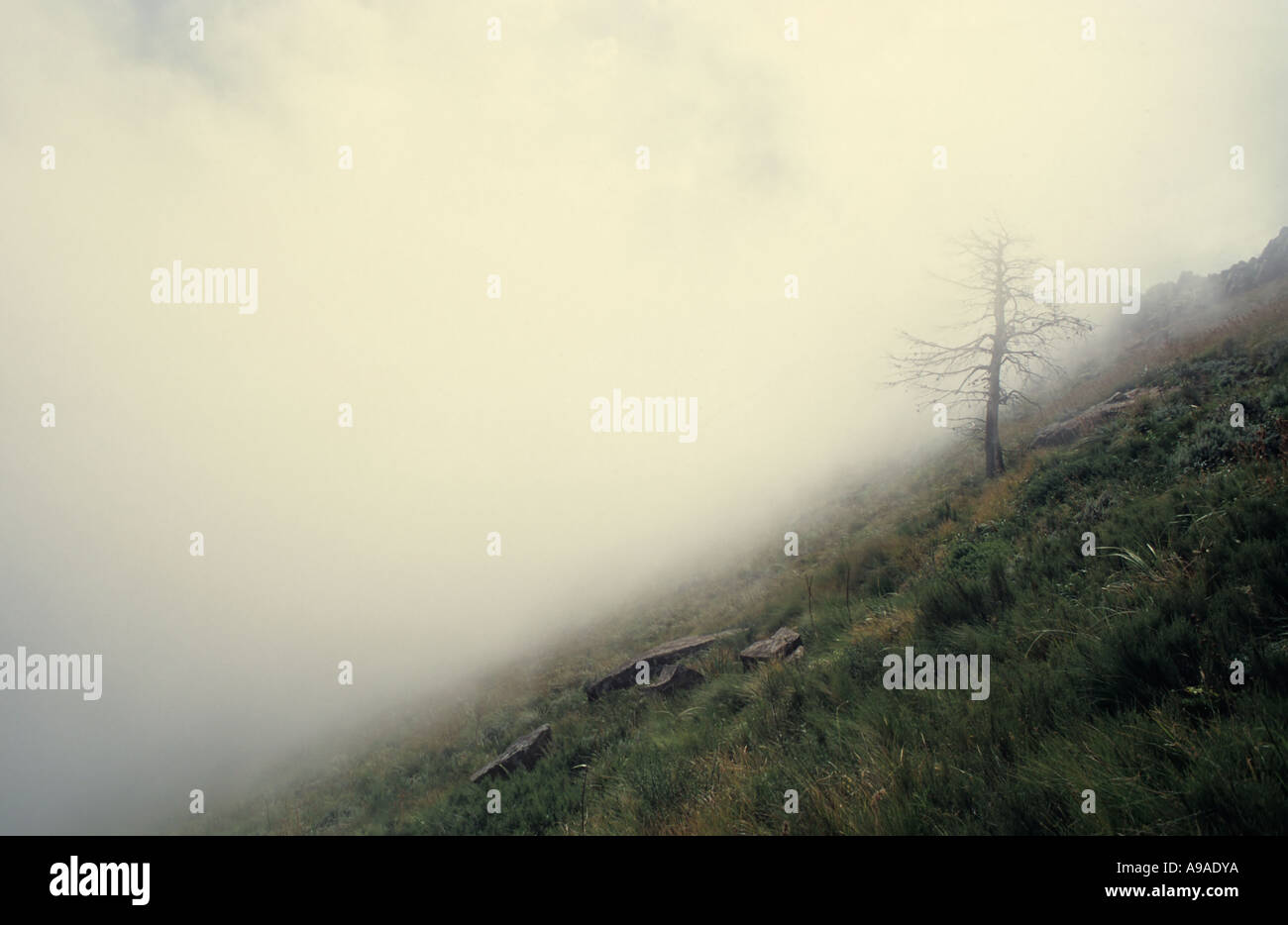 Lone tree in the mist, Hogsback, South Africa Stock Photo - Alamy