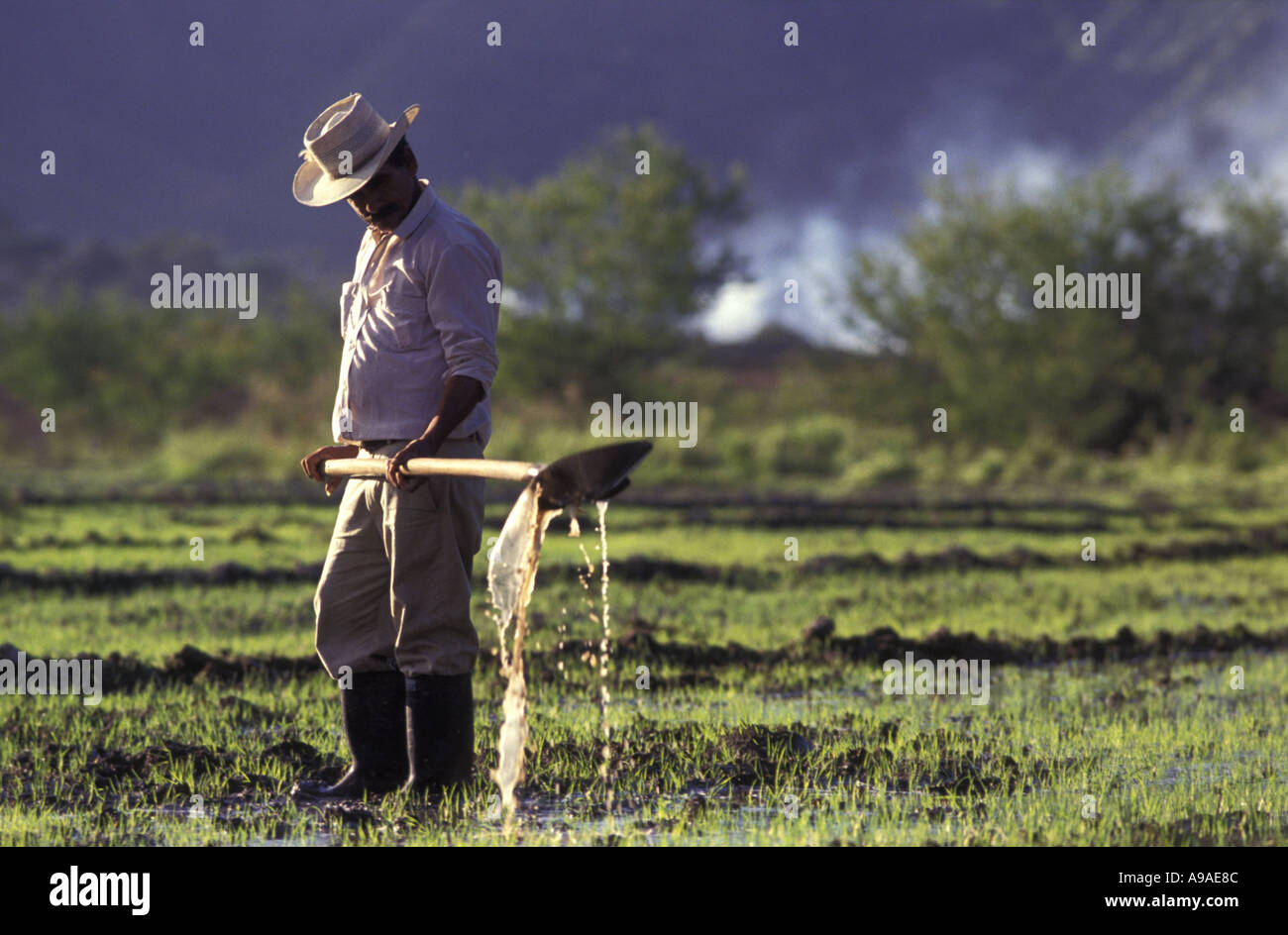 COLOMBIA Rice farming in Tolima Stock Photo - Alamy