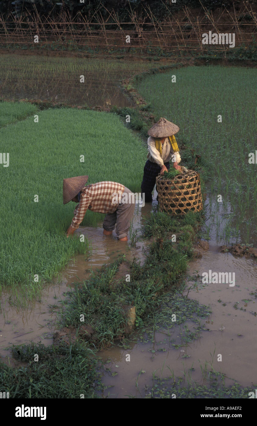 Rice paddy field mekong delta vietnam hi-res stock photography and ...