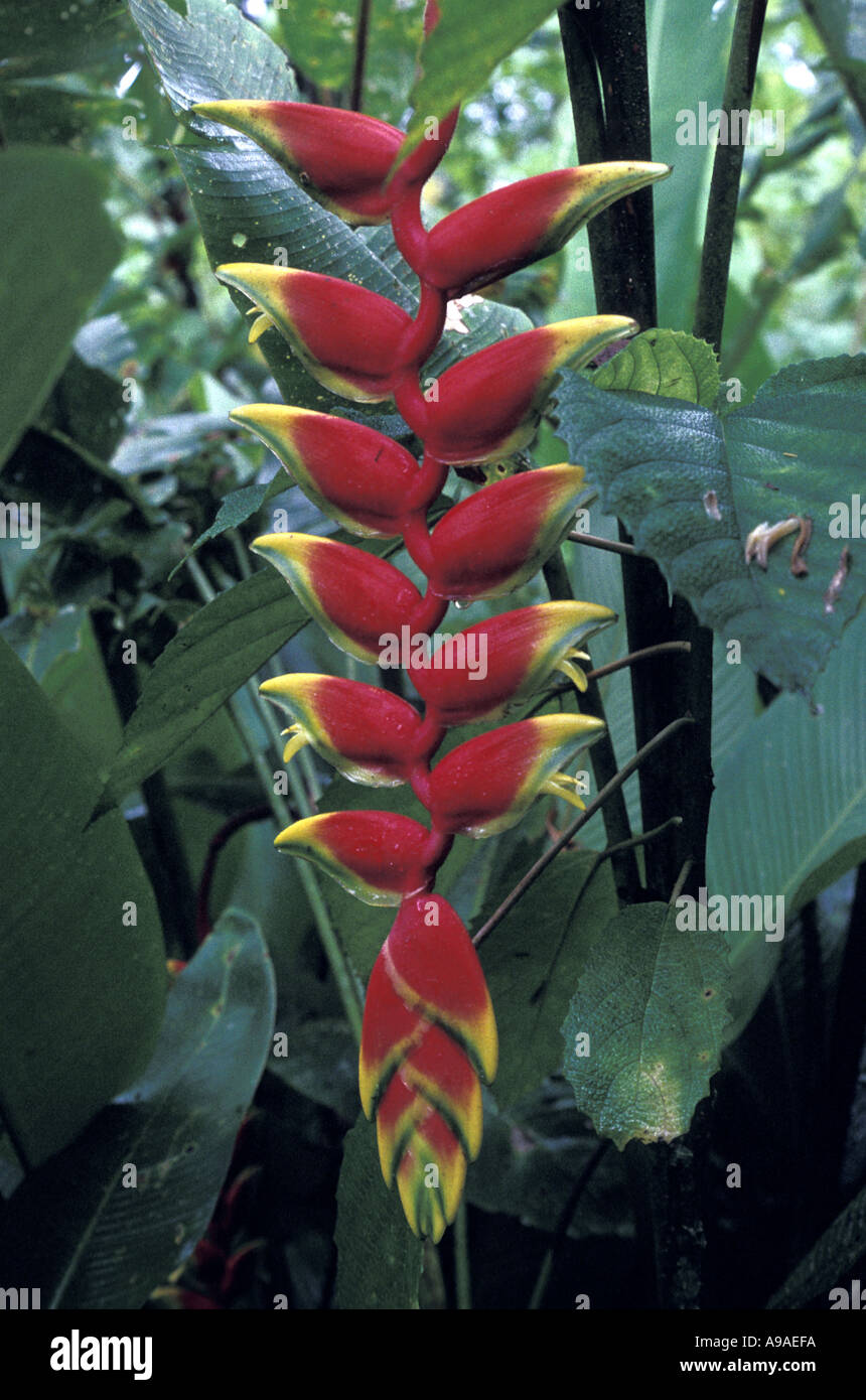 BOLIVIA Chapare Region Heliconia Madre de Oro growing in the Chapare ...