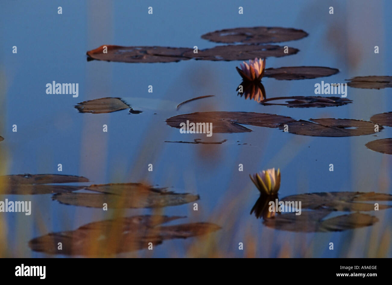 water lily with reflection, Eastern Caprivi, Africa Stock Photo - Alamy