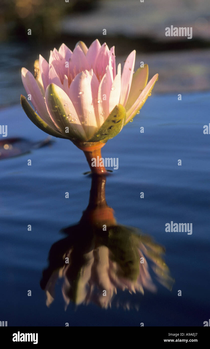 water lily with reflection and ripple, Eastern Caprivi Stock Photo - Alamy