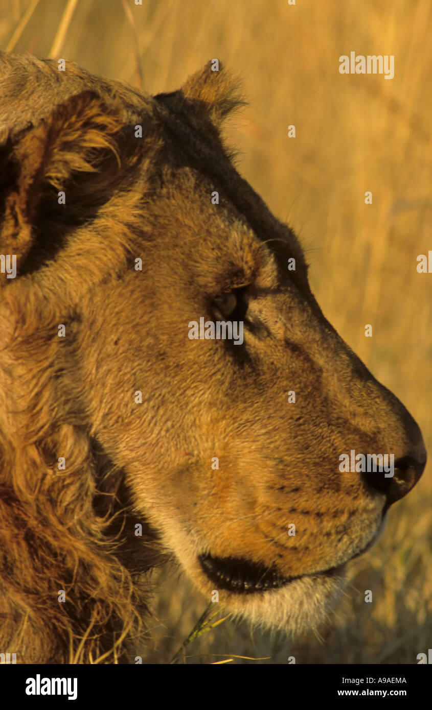 Male lion (Pantherus leo) portrait in Nkasa/Rupara (Mamili) National ...