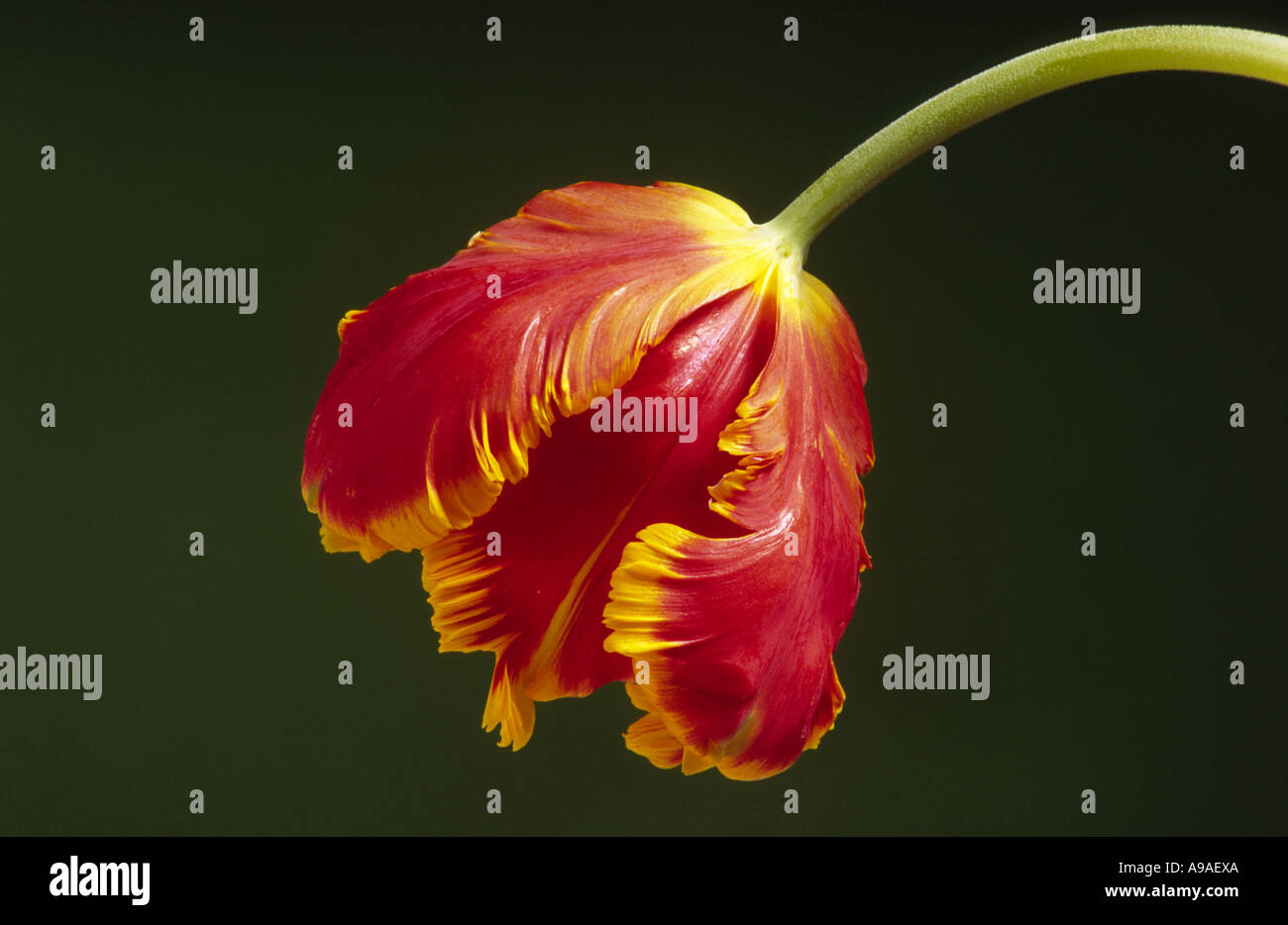 Parrot flower hi-res stock photography and images - Alamy