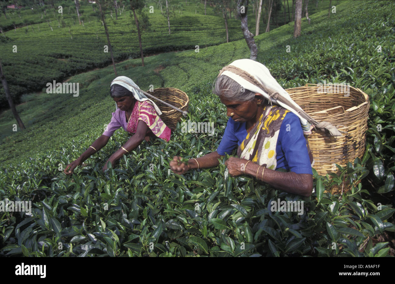 SRI LANKA Kandy Tea pickers on a Kandy plantation Stock Photo - Alamy