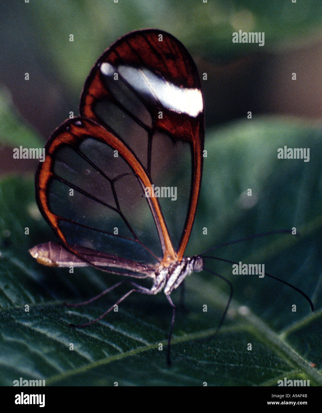 Glass wing hi-res stock photography and images - Alamy