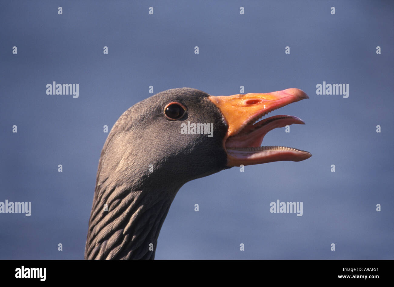 Hissing bird hi-res stock photography and images - Alamy