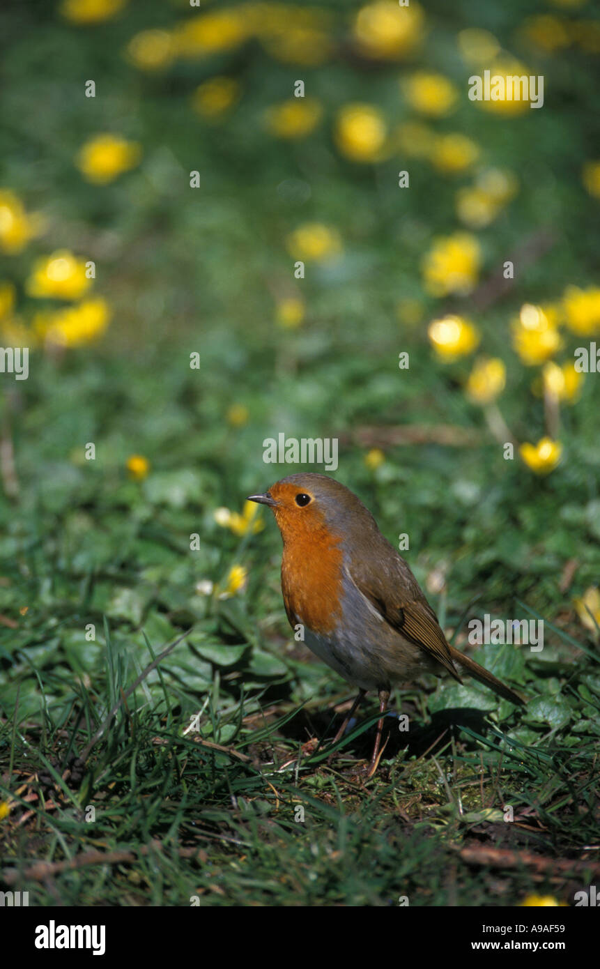 Robin colour hi-res stock photography and images - Alamy