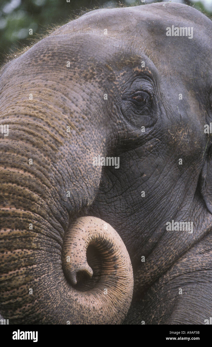 Asian Elephant Abstract Head shot Stock Photo - Alamy