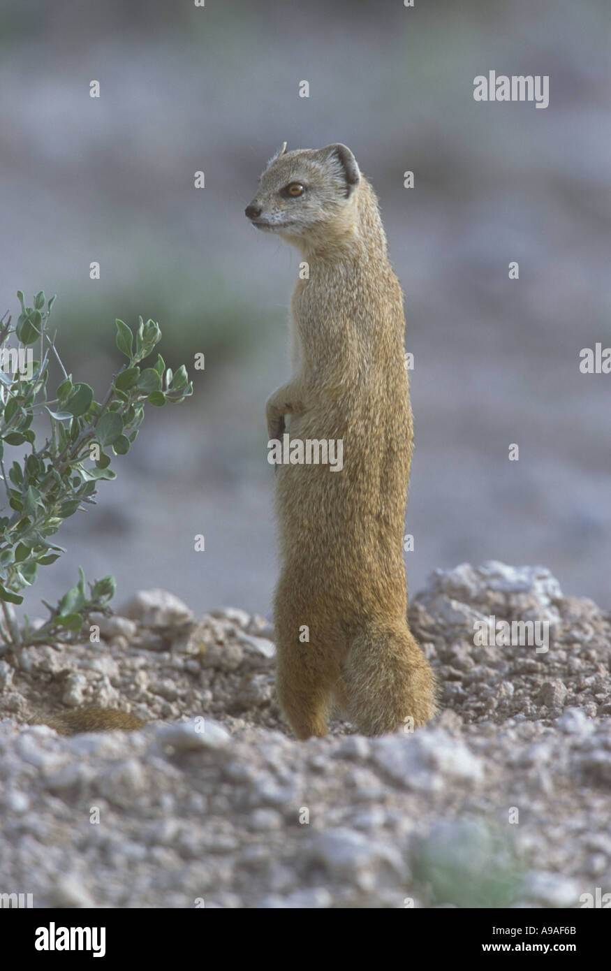 Yellow Mongoose standing in burrow Stock Photo - Alamy
