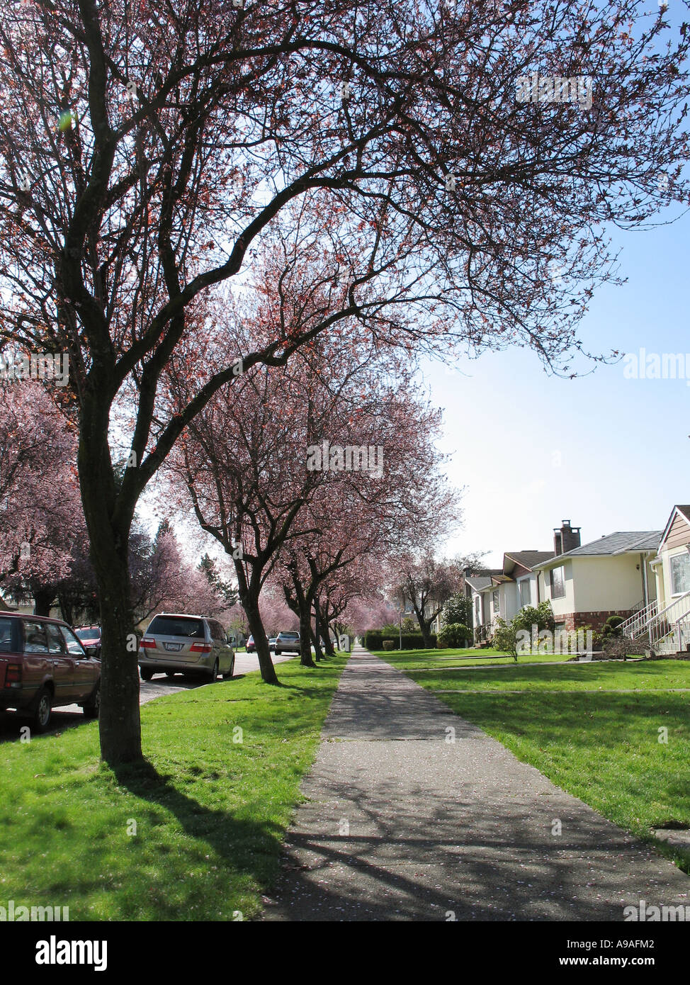 Canada white cherry tree road hi-res stock photography and images - Alamy