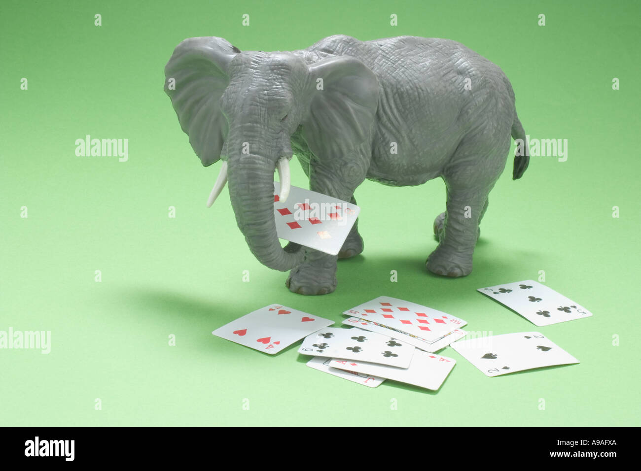 Elephant playing cards hi-res stock photography and images - Alamy