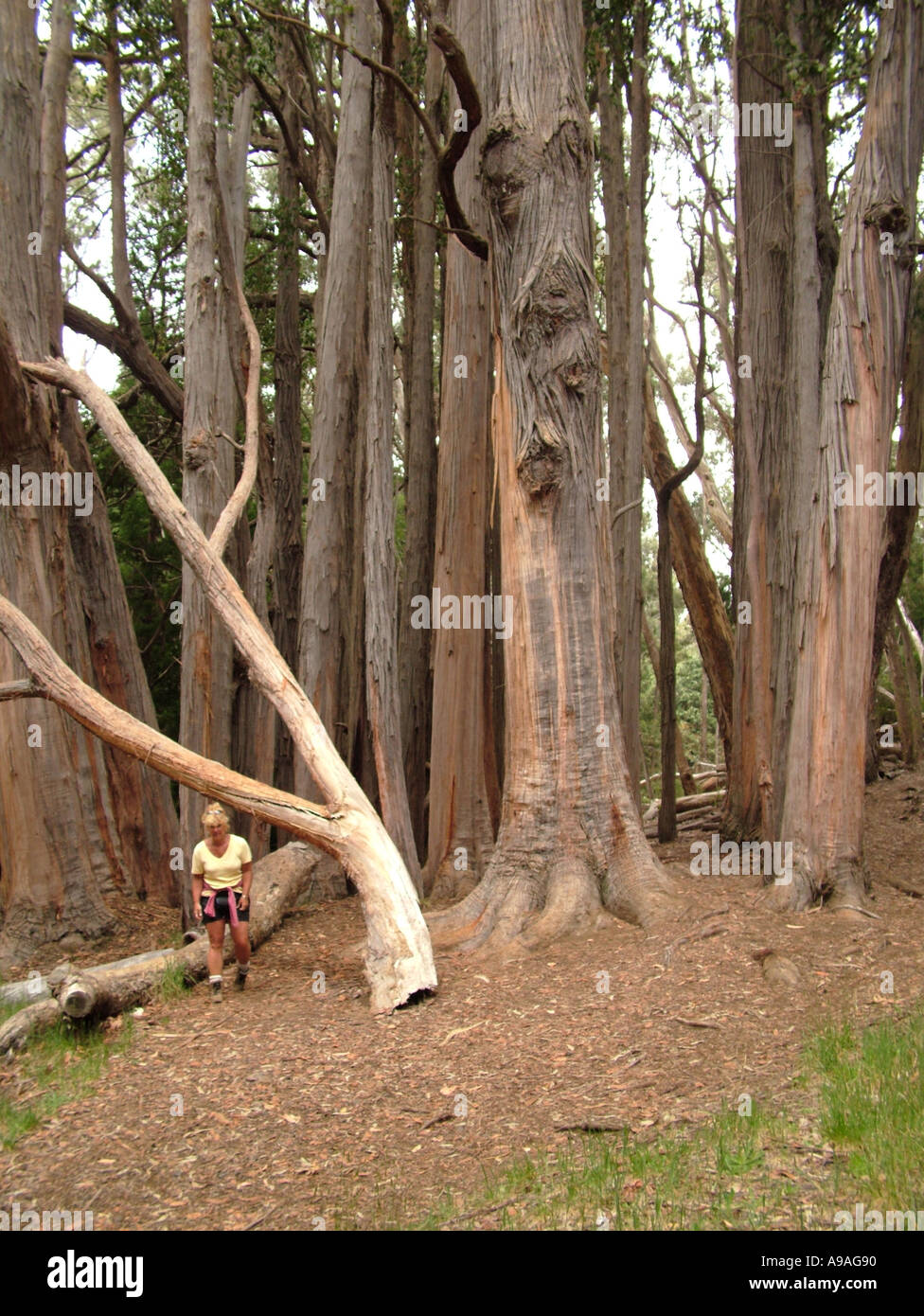 Maui volcano trees hi-res stock photography and images - Alamy