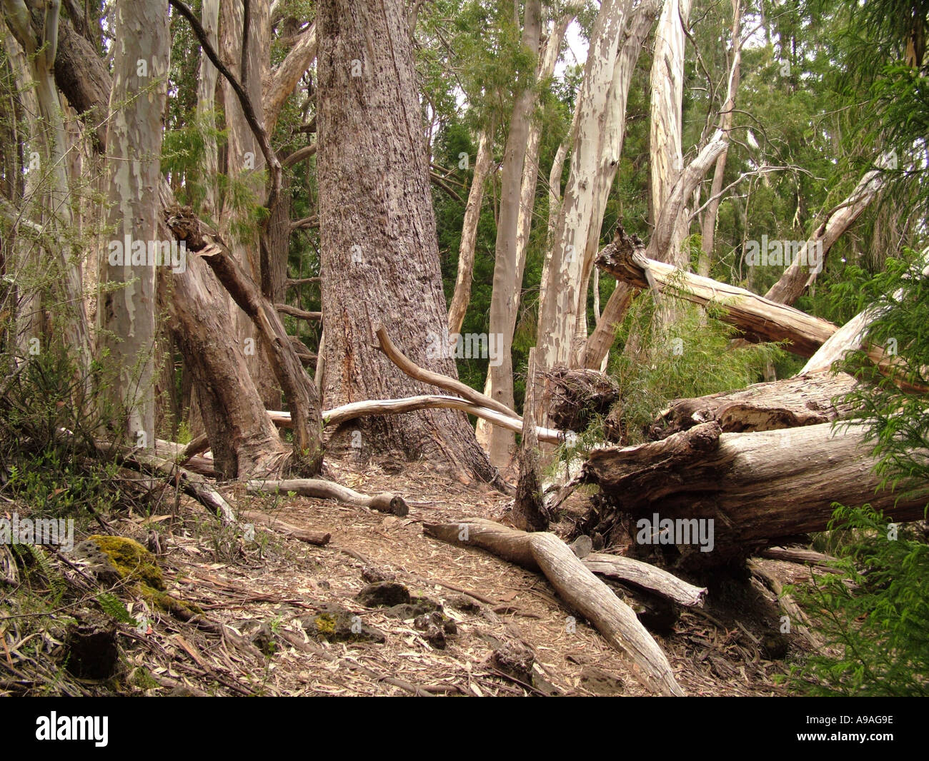 Maui volcano trees hi-res stock photography and images - Alamy